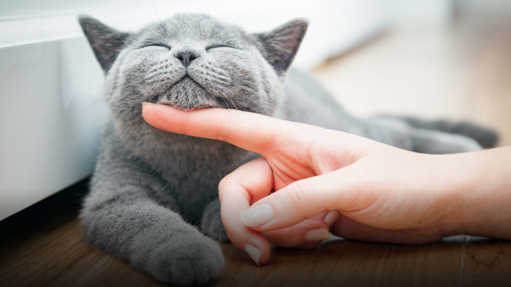 Chi porta più felicità in casa: cani o gatti? La scienza dice che ...
