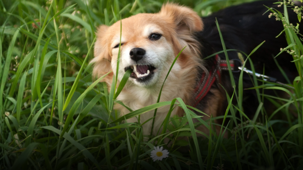 Perché i cani mangiano l’erba? Tra istinto, digestione e falsi miti